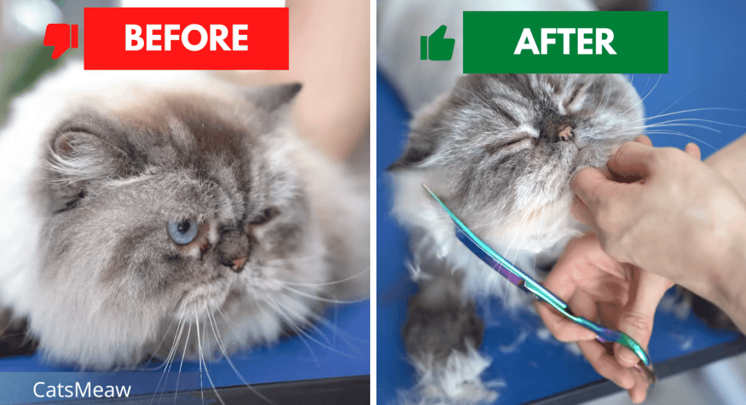 Shaving a cat: Best Ultimate Guide - 2024 - CatsMeaw